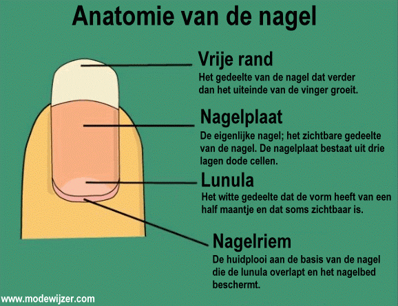 gezonde nagels
